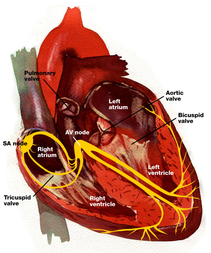 The Heart – All Things Body